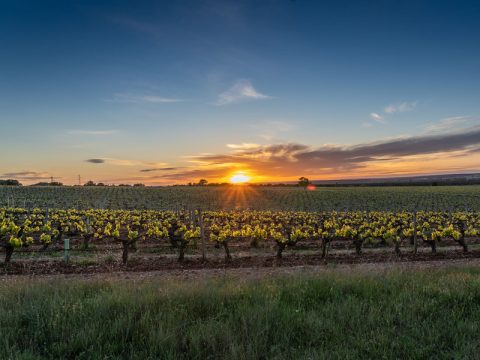 Ribera Experience | Wine Experience | Hotel Bodega Torremilanos