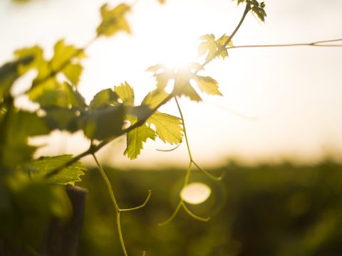 Ribera Experience | Wine Experience | Hotel Bodega Torremilanos